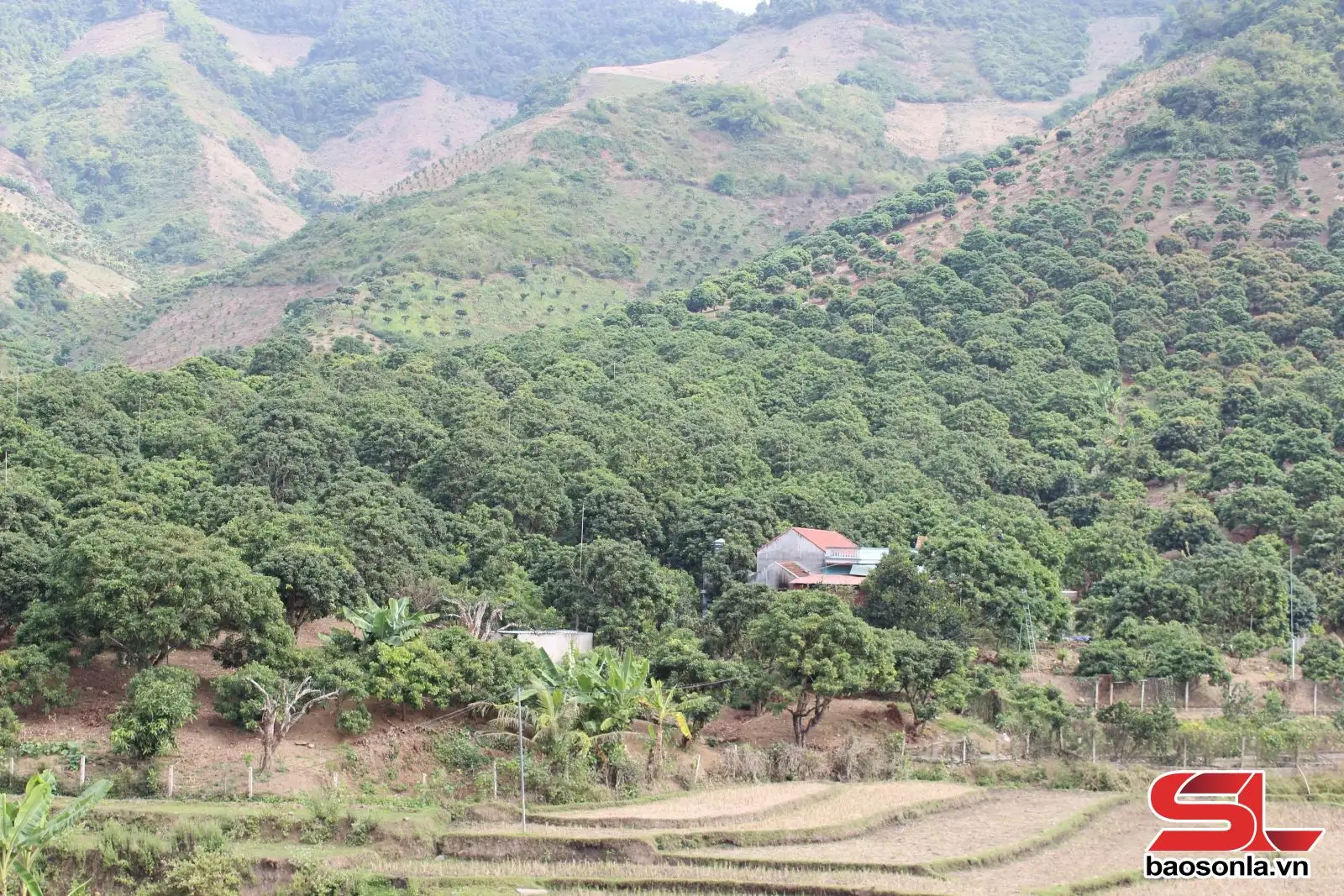 Phát triển cây ăn quả theo hướng bền vững Nông Thôn Mới Nghệ An